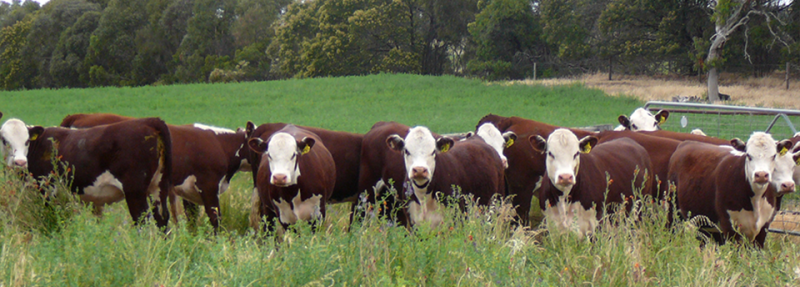 Morganvale Beef | Superior Genes, Better Beef